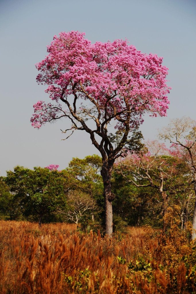 Wildlife of North and South Pantanal | Brazil Green Travel